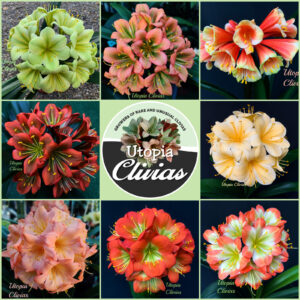 Seed Sales of South African growers – The Clivia Society
