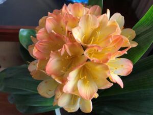 Eastern Province Clivia Club Clivia Flower Show and SALES – The Clivia ...