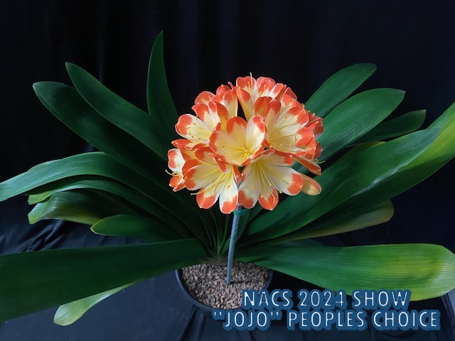 413-2024_jojo_rose_rader_bicolor_x_ramona- – The Clivia Society